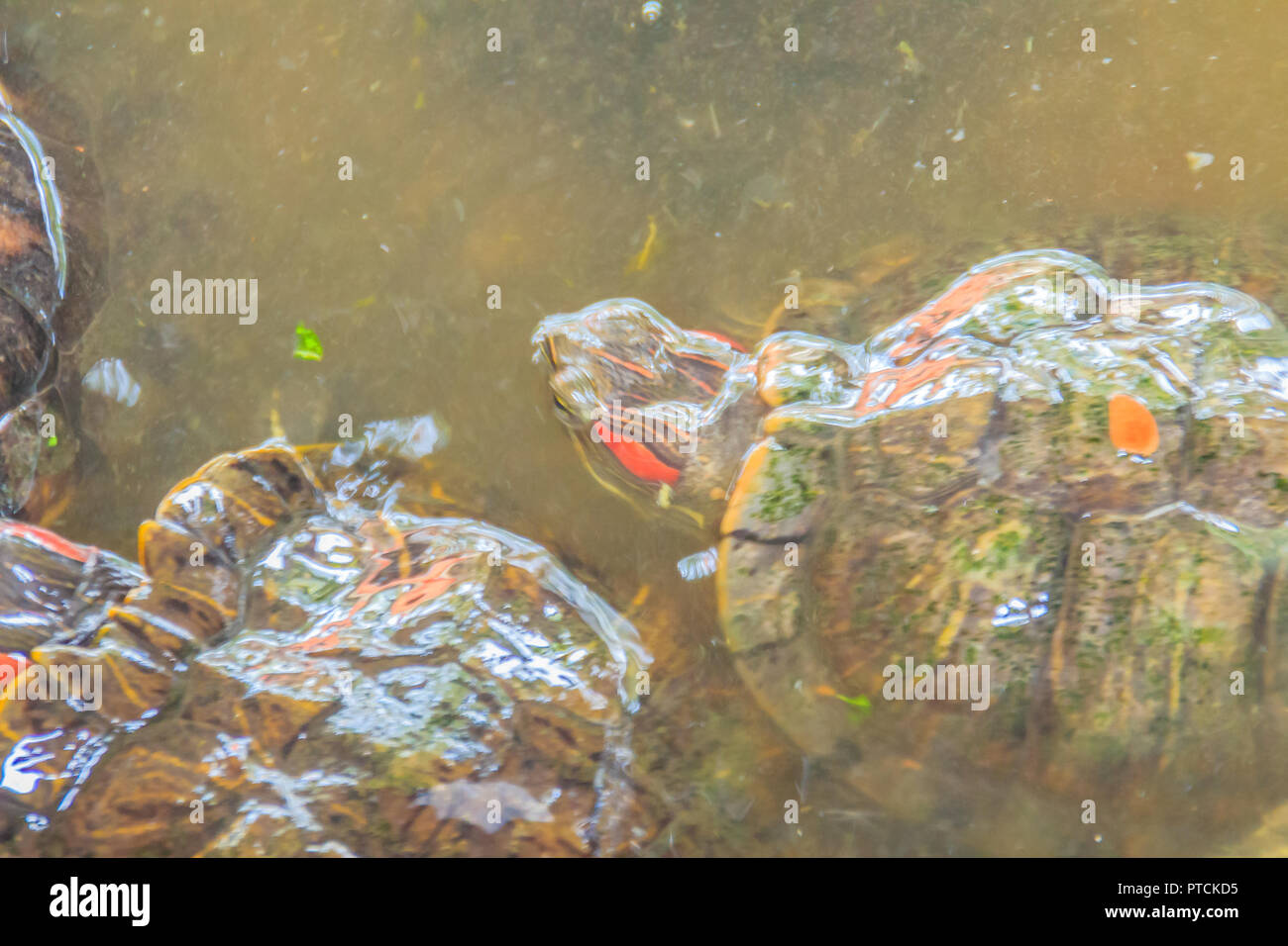 Cute red-eared slider (Trachemys scripta elegans), also known as the ...