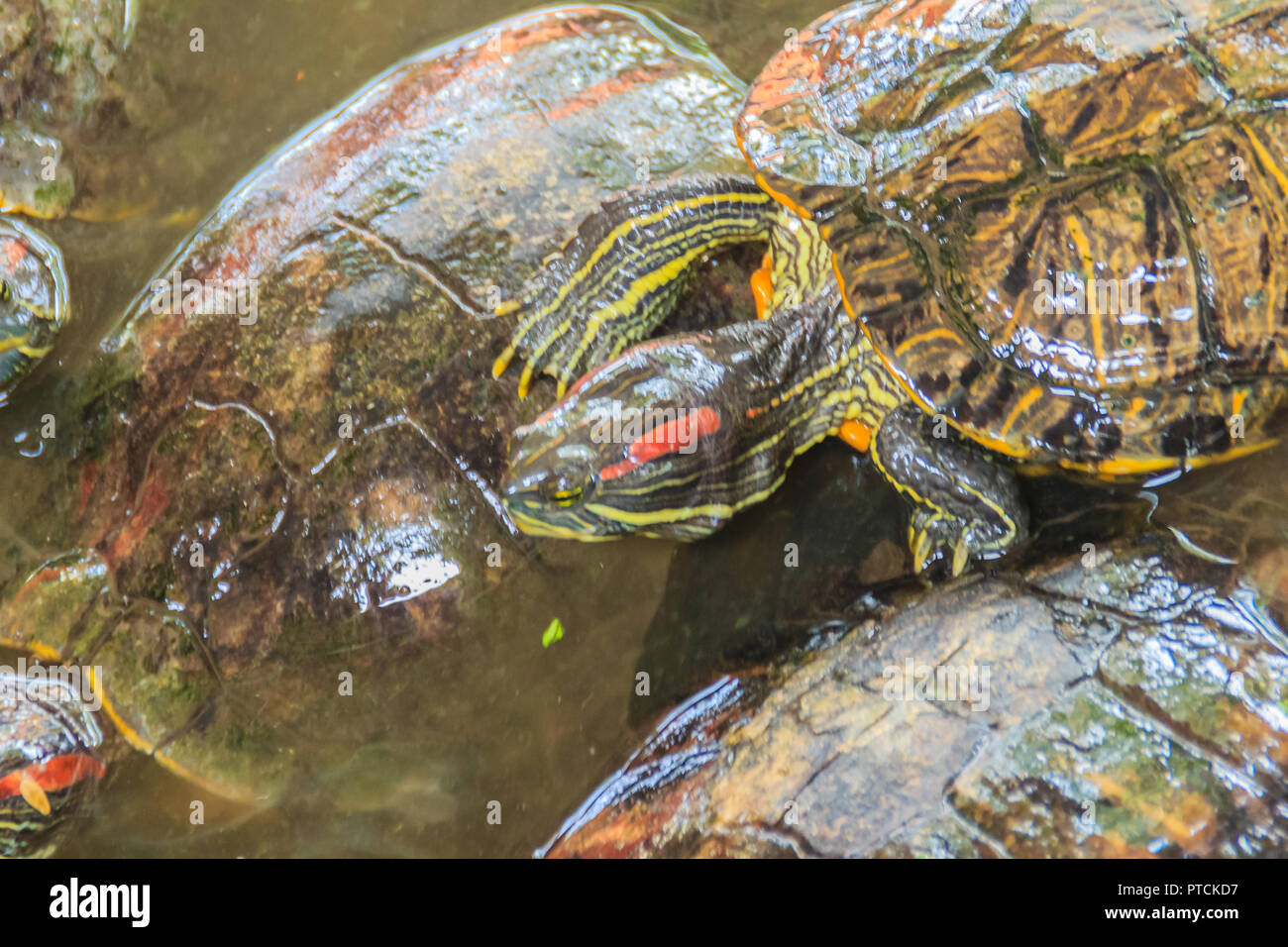 Cute red-eared slider (Trachemys scripta elegans), also known as the ...