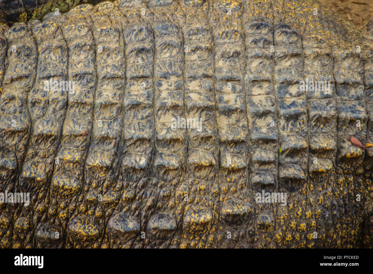Alive crocodile skin pattern from the living body for background ...