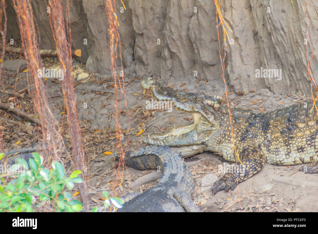 Wild crocodile laying eggs in the straw nest. Alligator is spawning ...