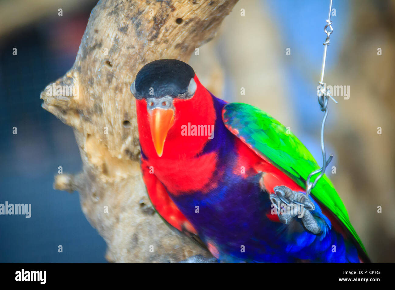 Leg chained black-capped lory parrot that look so sad and agonize ...