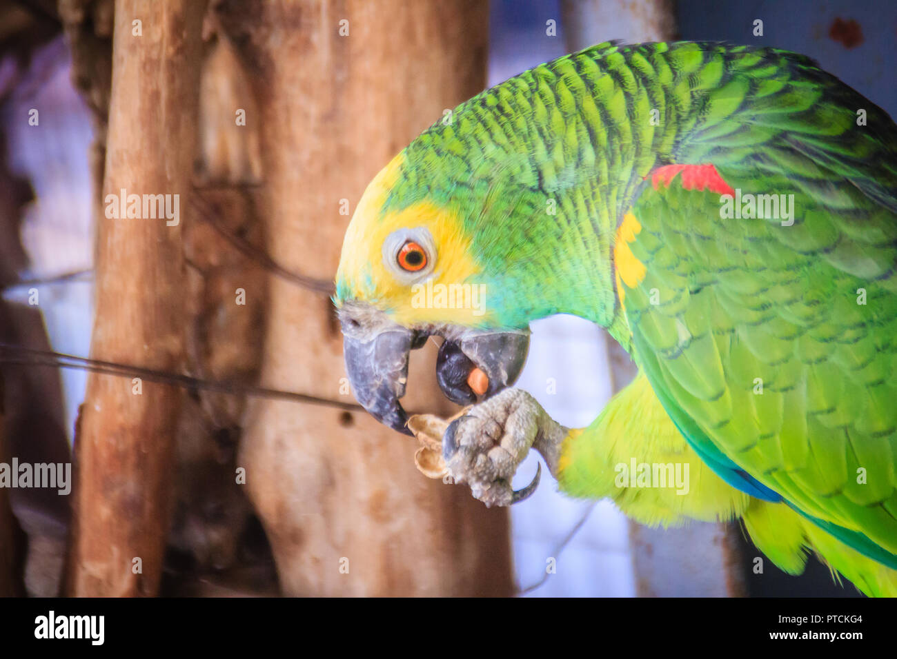 Double yellow headed amazon parrot hi-res stock photography and images ...