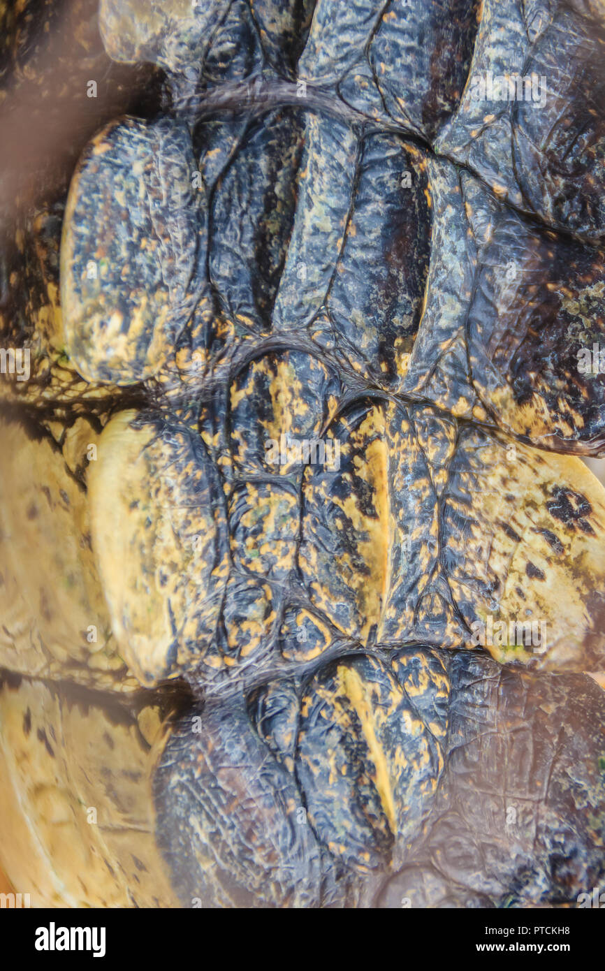 Alive crocodile tail pattern from the living body for background ...