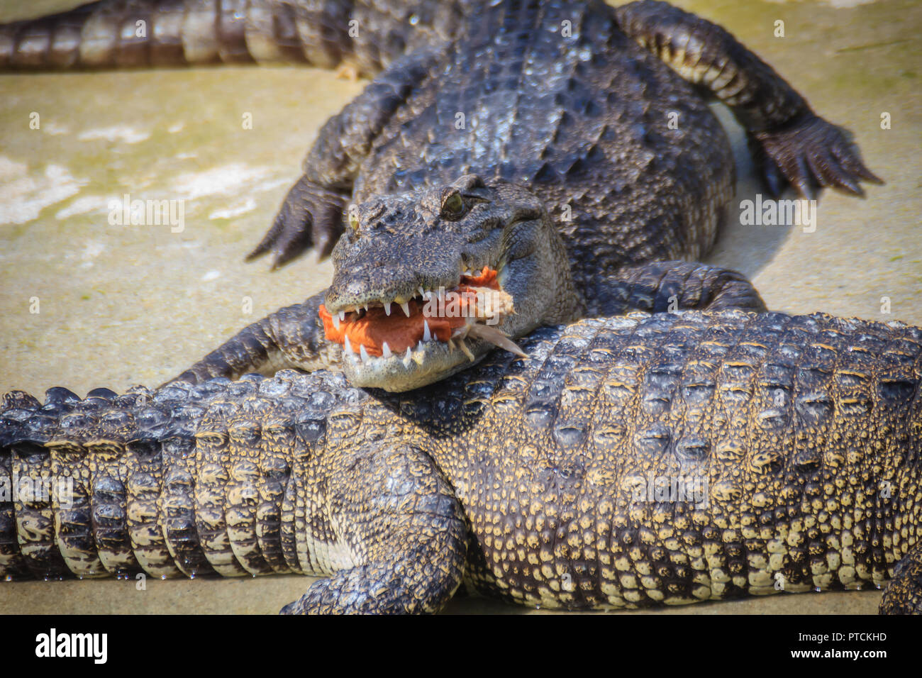 Scary crocodile is eating fresh meat in the farm. Crocodile farming for ...
