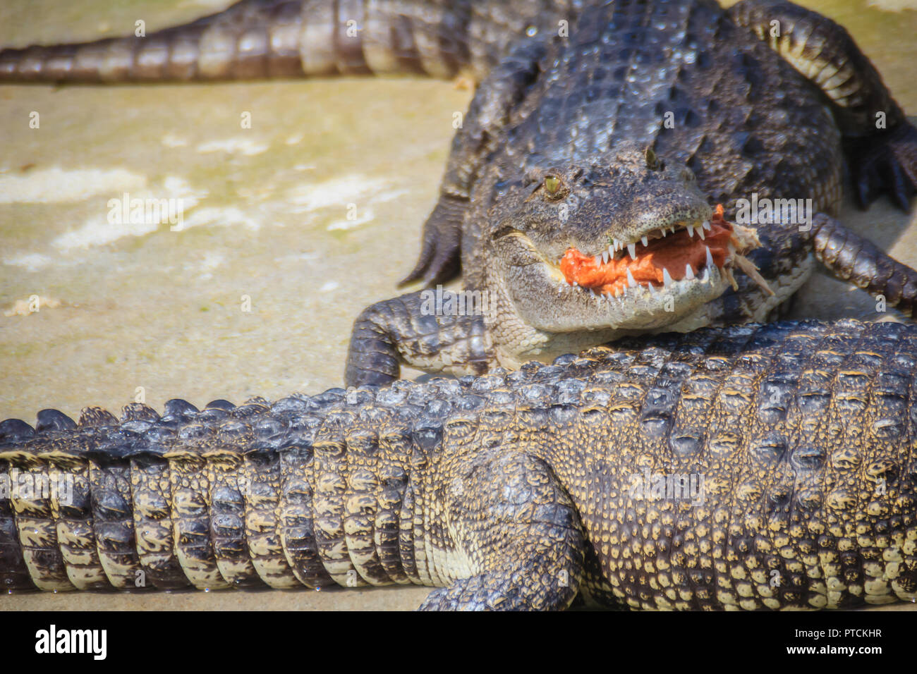 Scary crocodile is eating fresh meat in the farm. Crocodile farming for ...