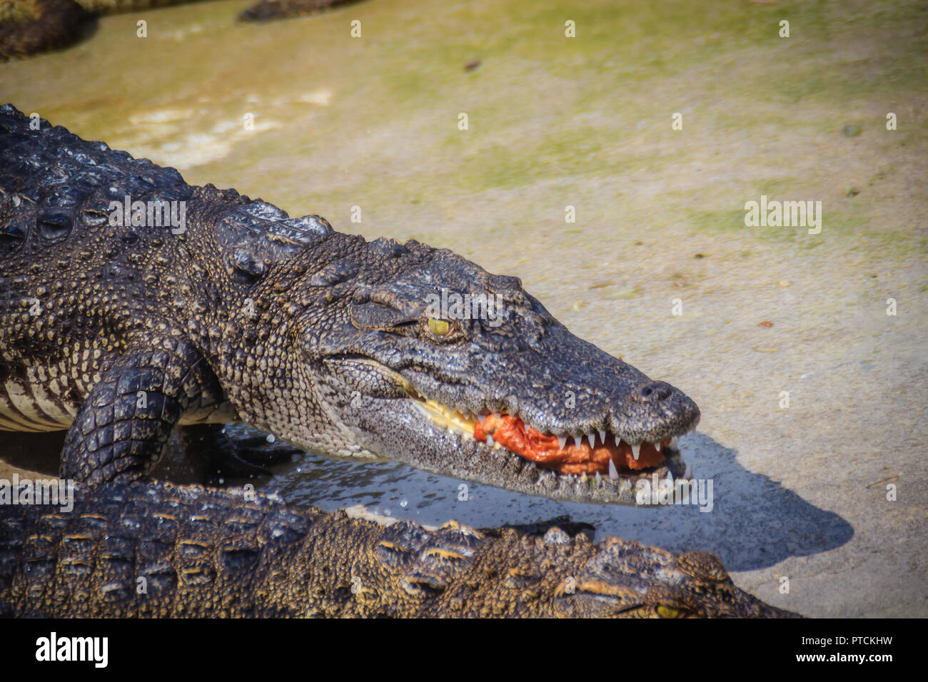 Scary crocodile is eating fresh meat in the farm. Crocodile farming for ...