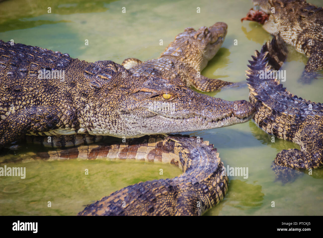 Scary crocodile is eating fresh meat in the farm. Crocodile farming for ...