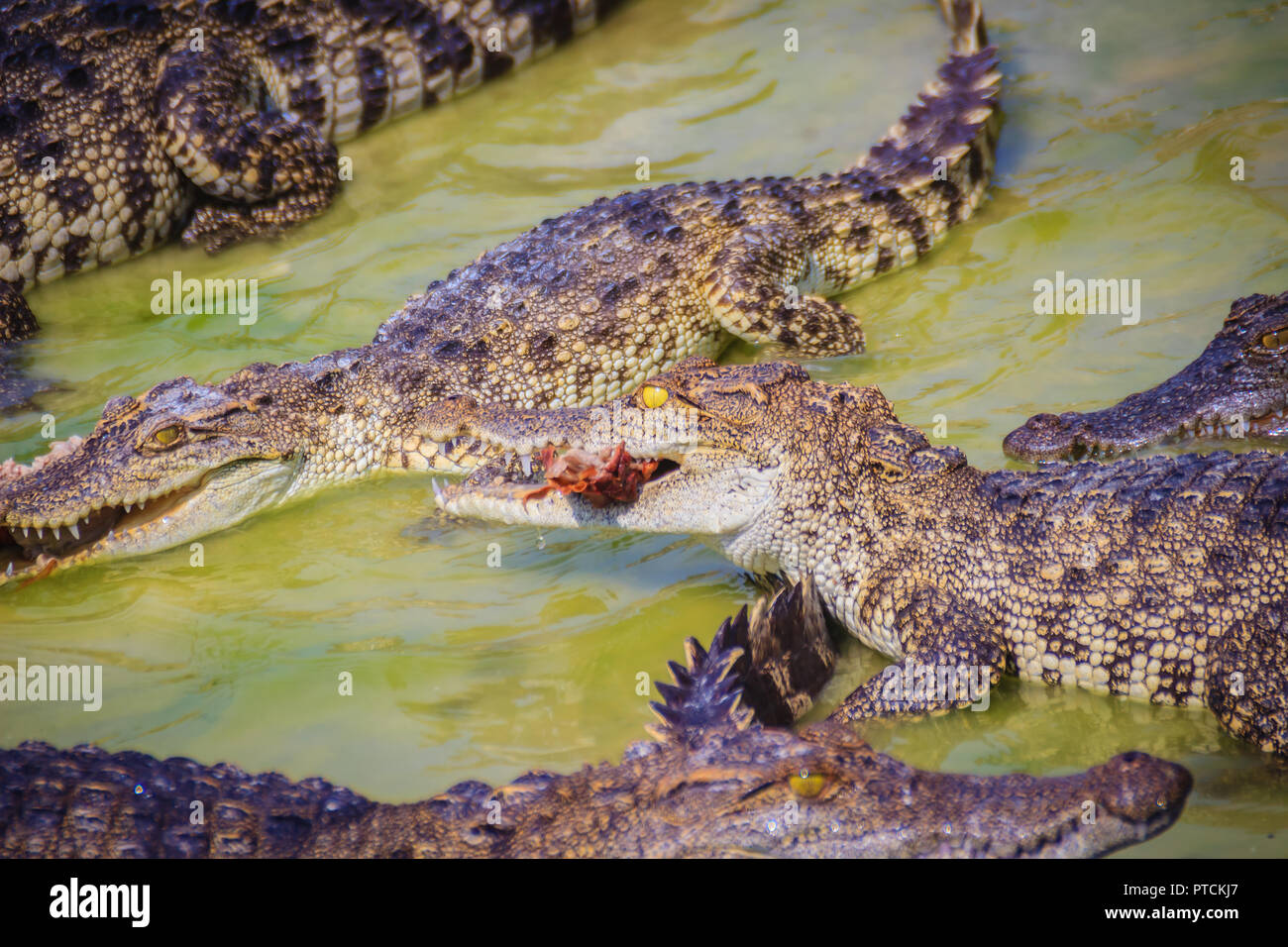 Scary crocodile is eating fresh meat in the farm. Crocodile farming for ...