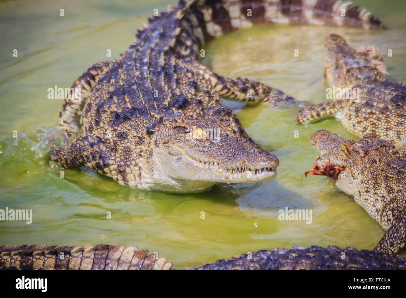 Saltwater crocodile eating hi-res stock photography and images - Alamy