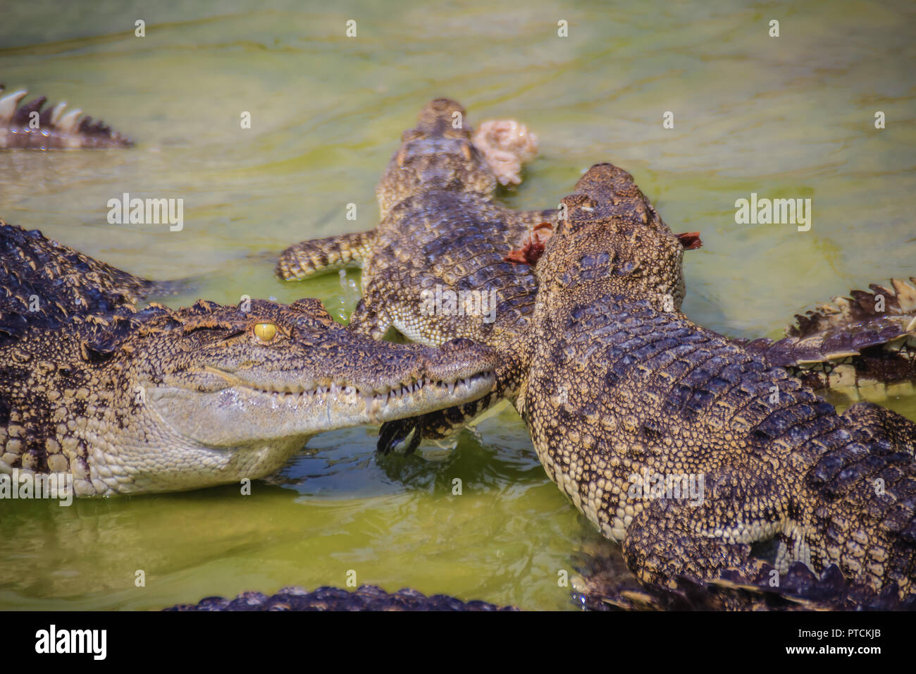 Scary crocodile is eating fresh meat in the farm. Crocodile farming for ...