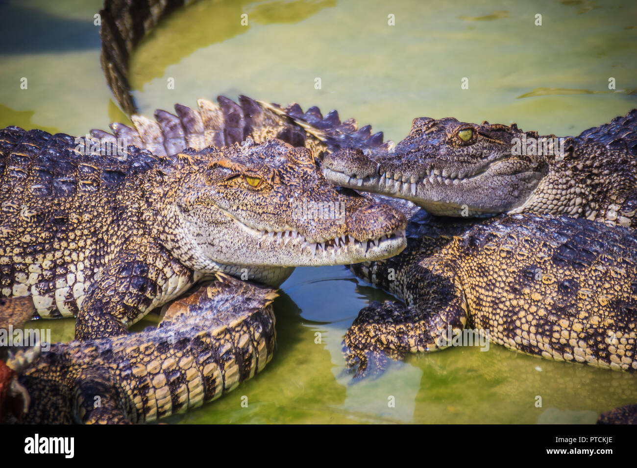 Alligator Eating Chicken