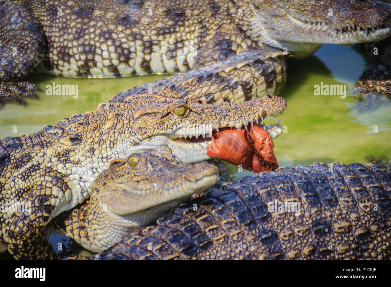 Scary crocodile is eating fresh meat in the farm. Crocodile farming for ...