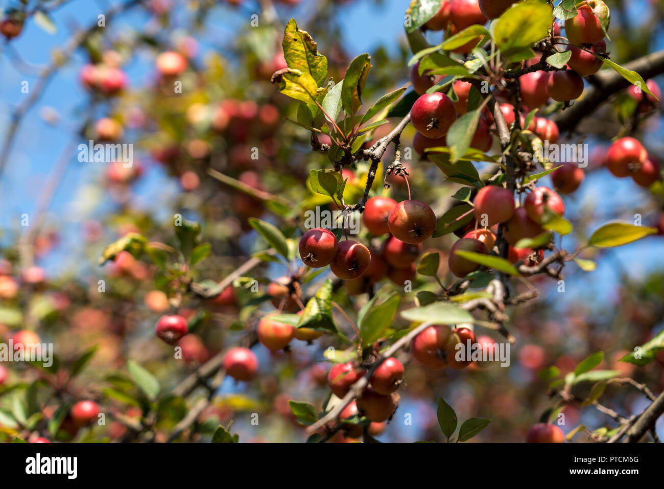 Crab Apple tree in Sighisoara Transylvania Romania Stock Photo - Alamy