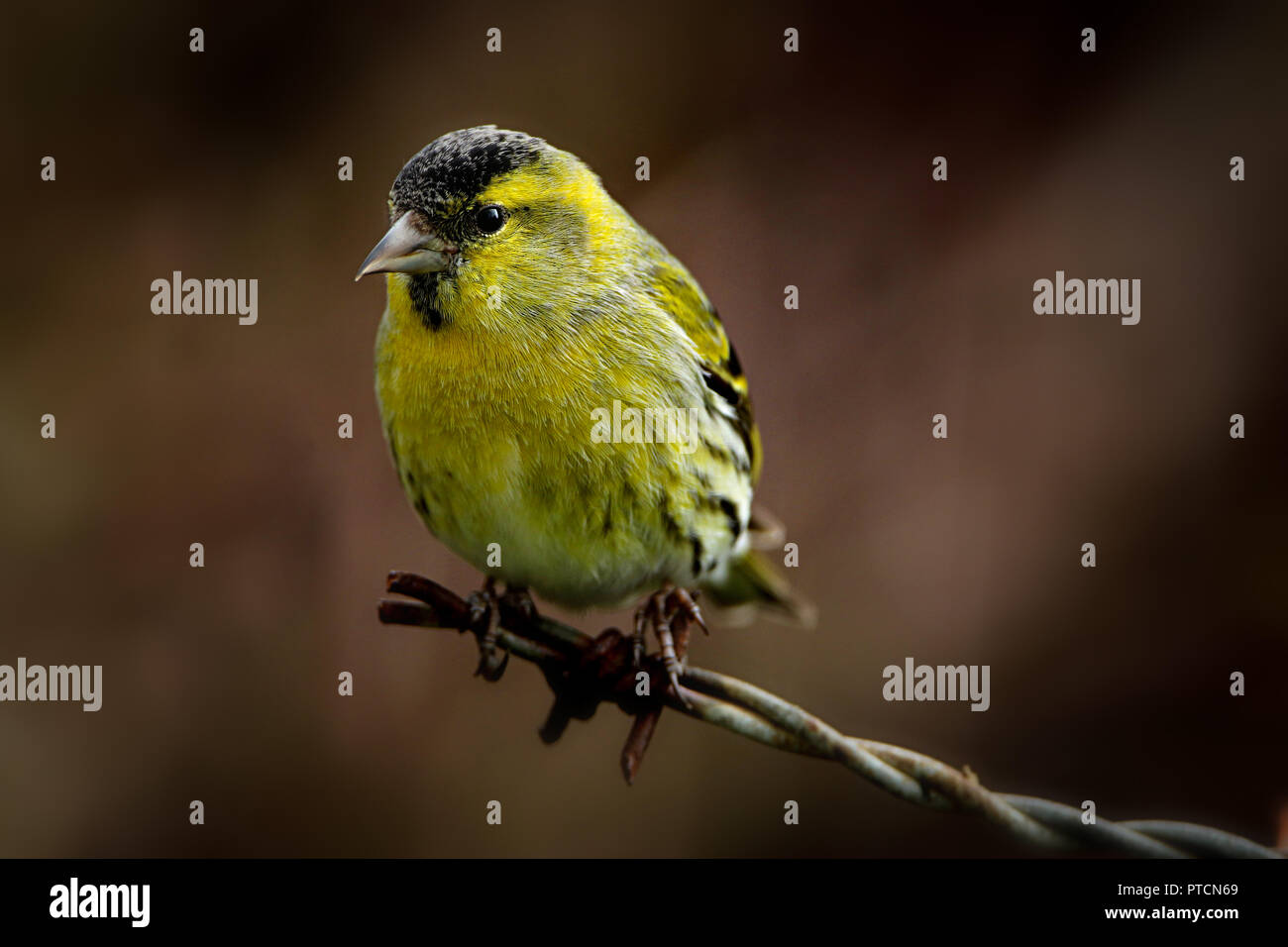 Spinus spinus nest hi-res stock photography and images - Alamy