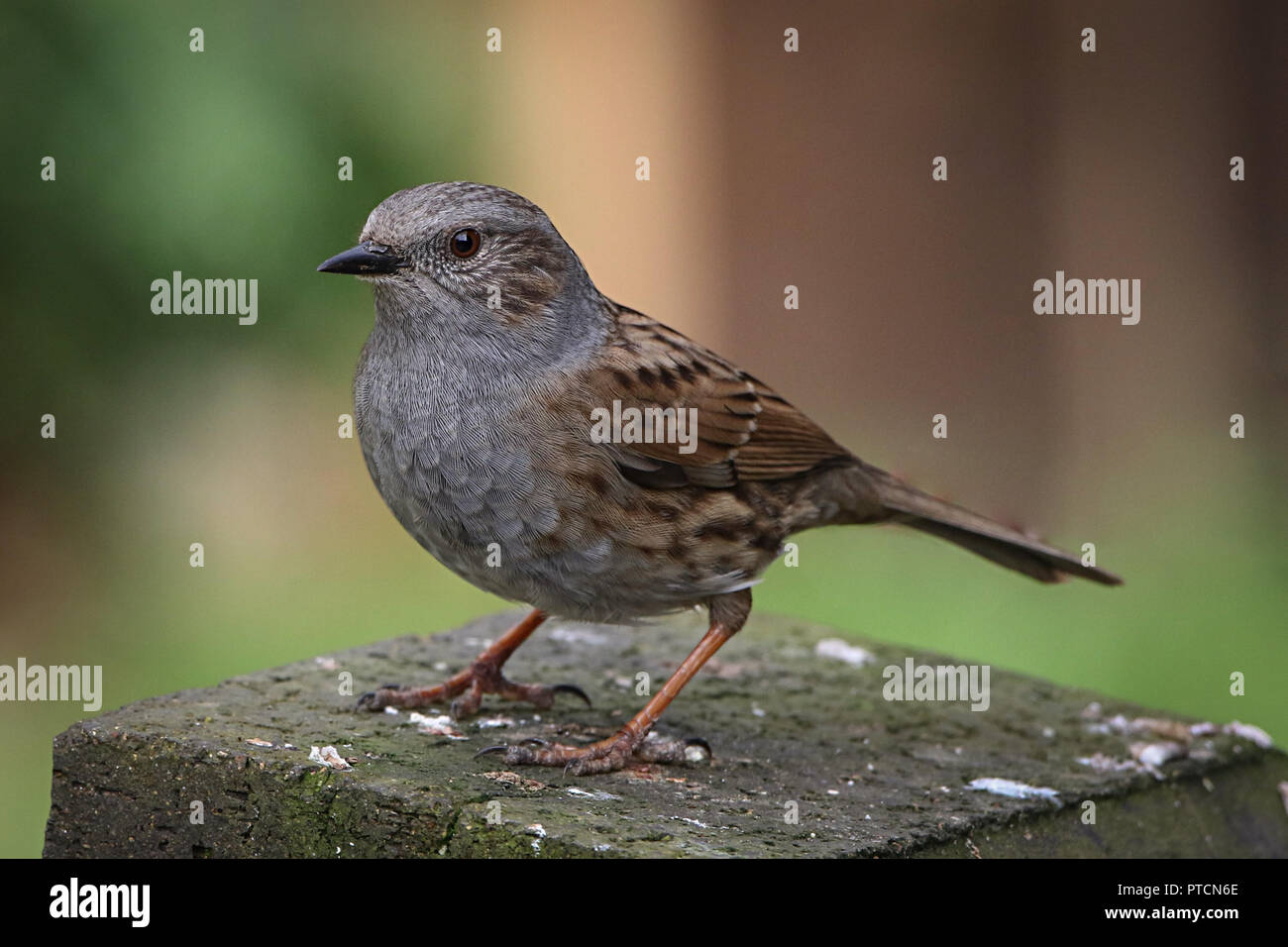 Dunnock nest hi-res stock photography and images - Alamy