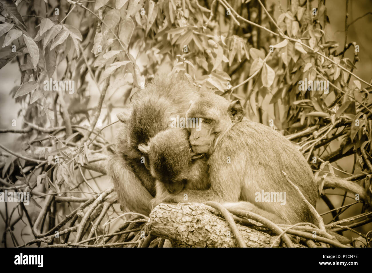 Warm hugging monkeys on treetop. Monkey family is hugging each other ...