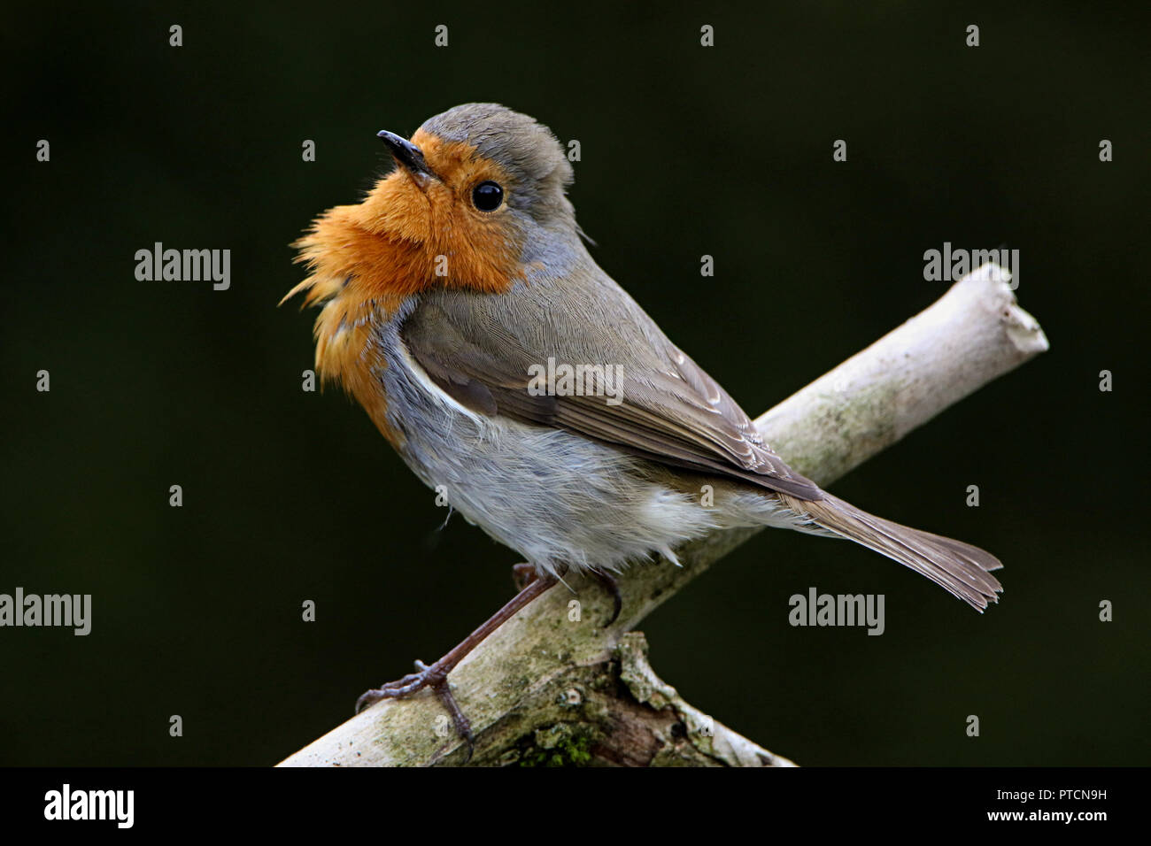 Close up of robin redbreast hi-res stock photography and images - Alamy