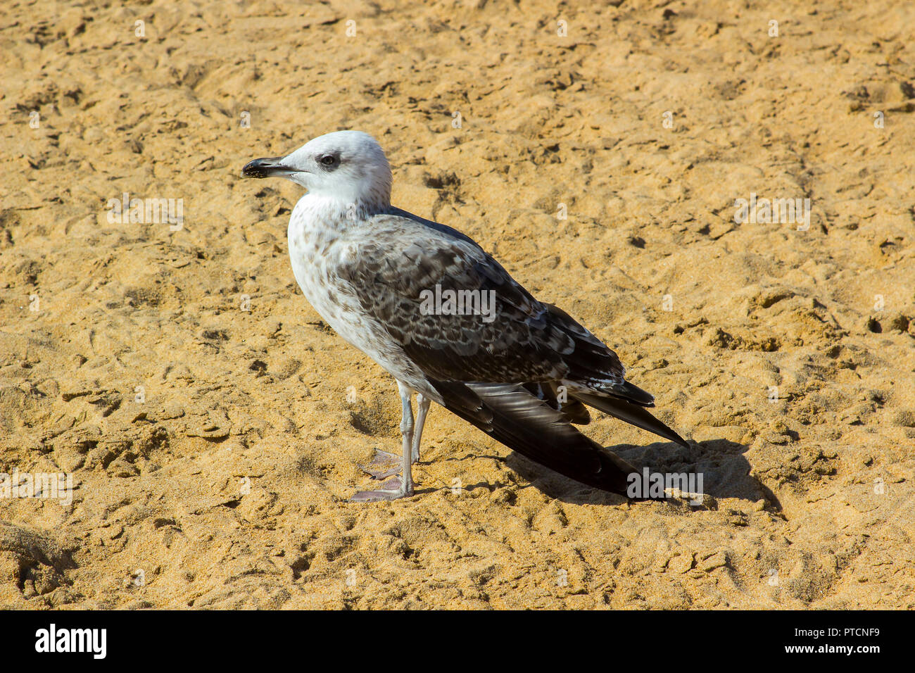 Damaged wing hi-res stock photography and images - Alamy