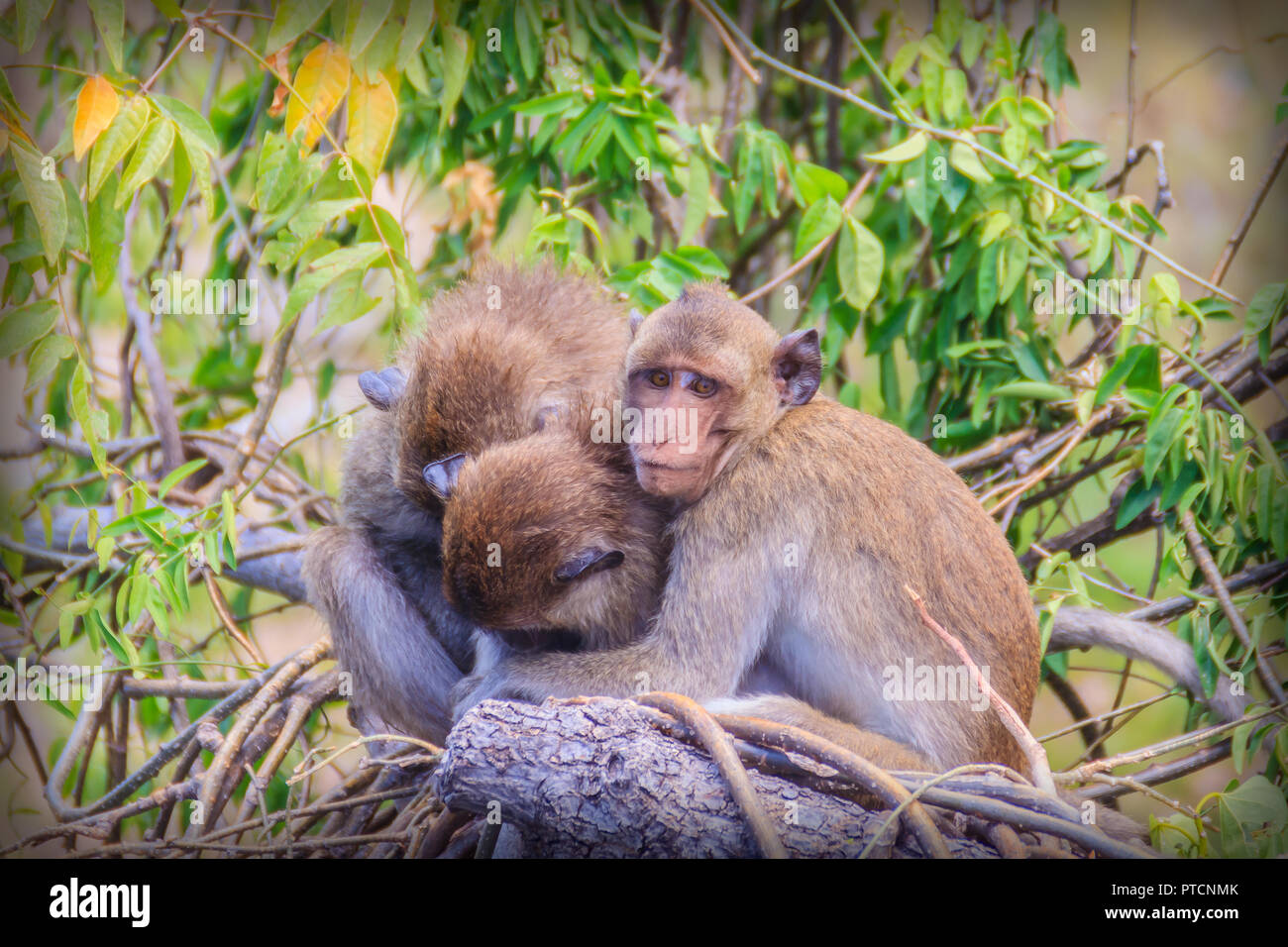 Warm hugging monkeys on treetop. Monkey family is hugging each other ...