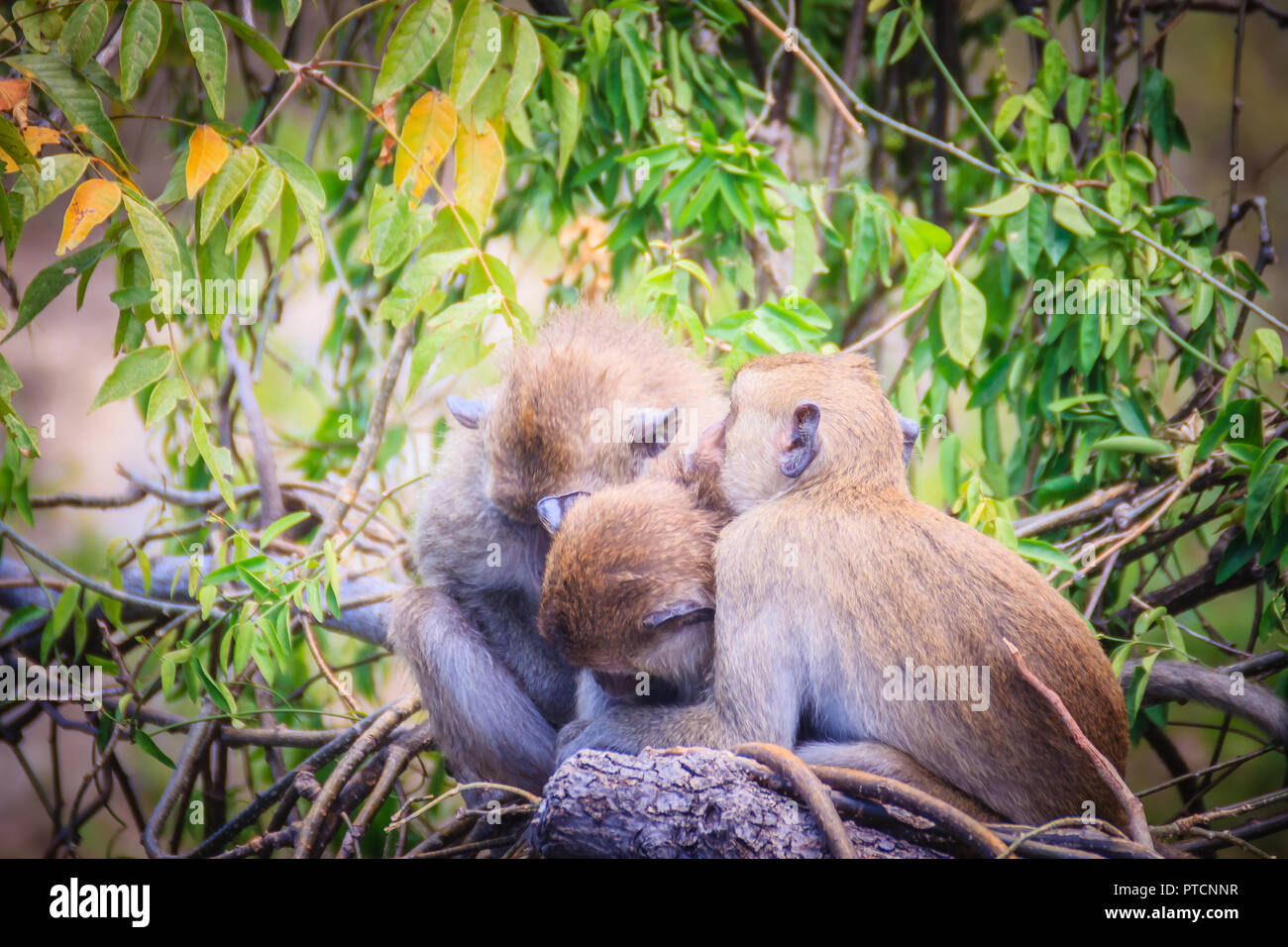 Warm hugging monkeys on treetop. Monkey family is hugging each other ...