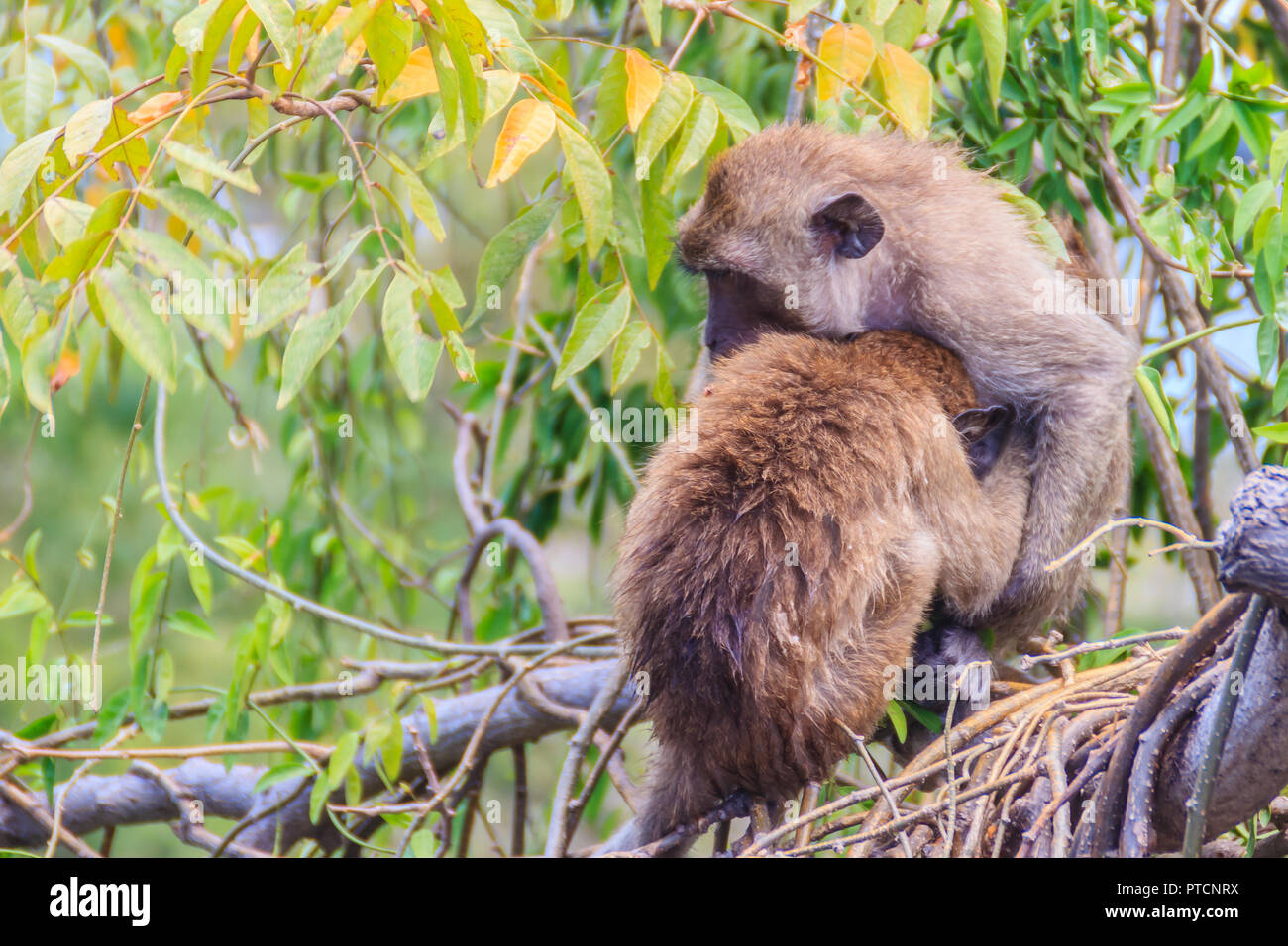 Warm hugging monkeys on treetop. Monkey family is hugging each other ...
