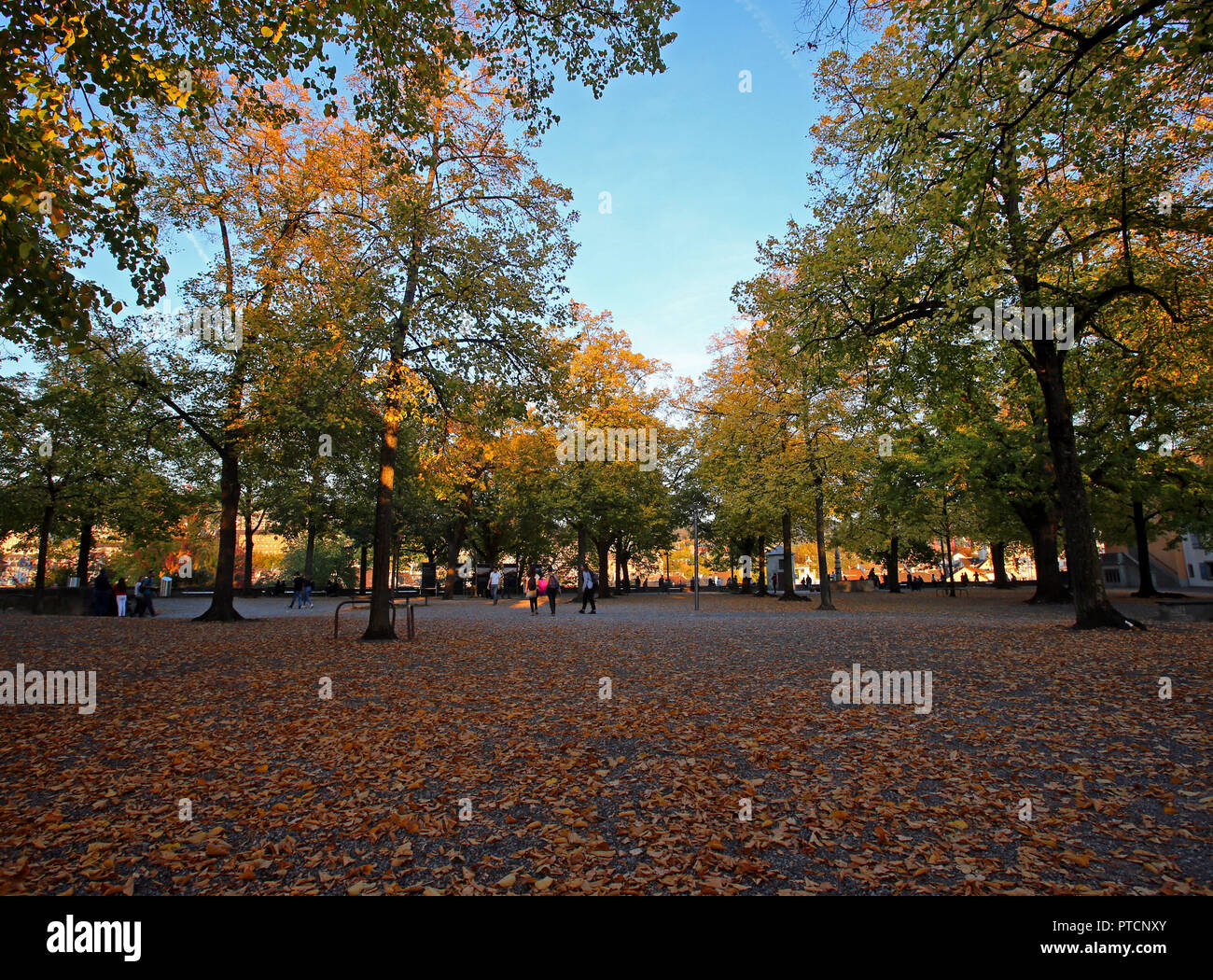 Fall foliage on the ground seen at the park at the top of Lindenhof ...
