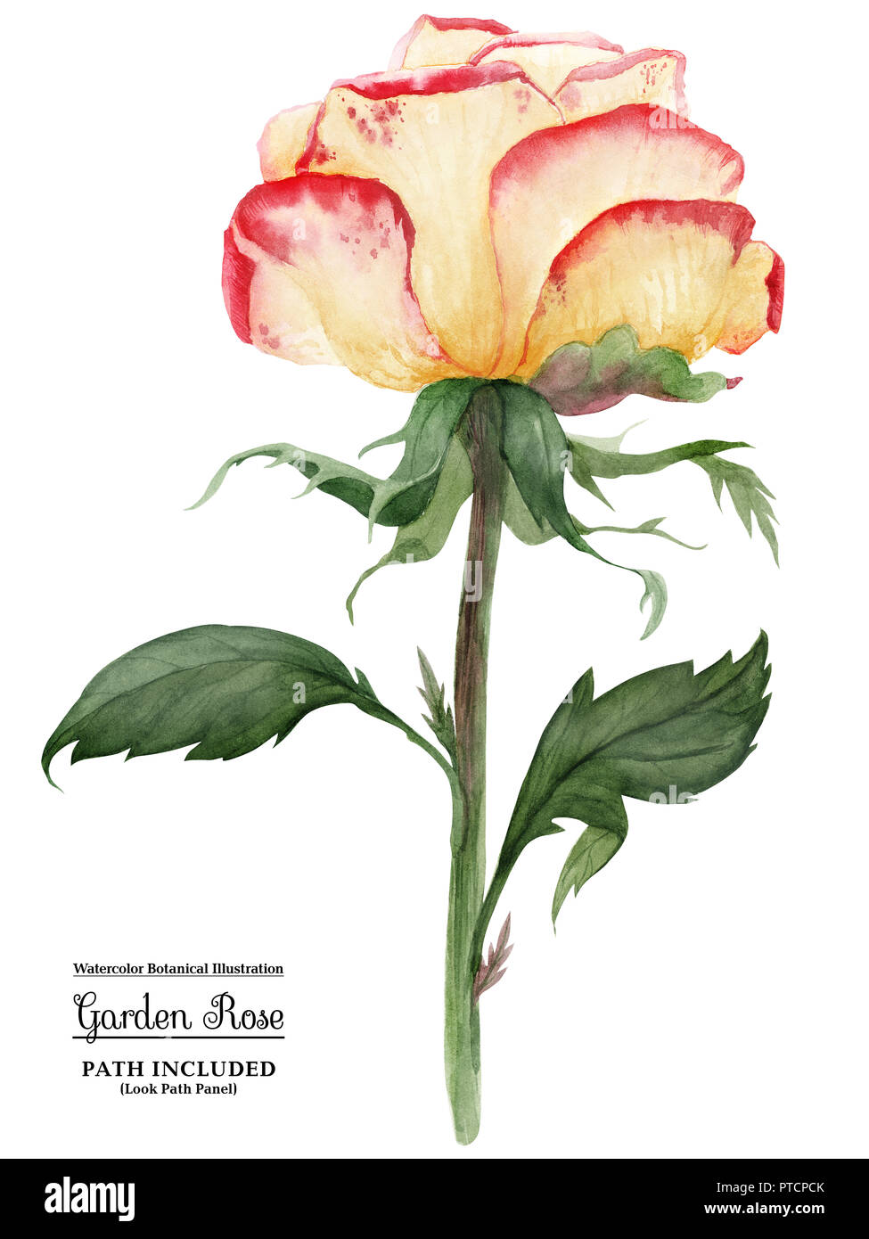 Garden yellow rose with red tips. Watercolor botanical illustartion ...