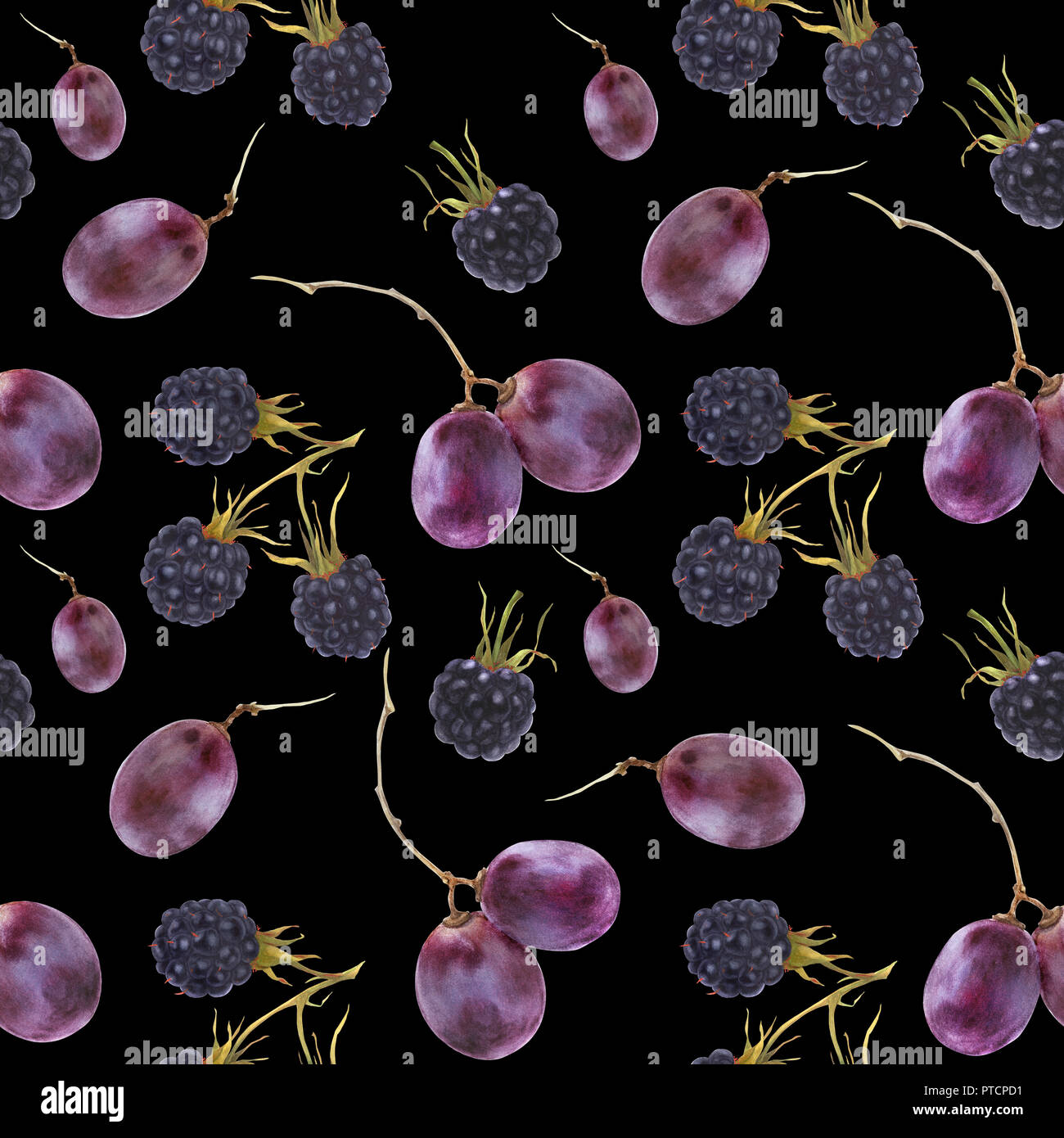 Botanical blackberry illustration hi-res stock photography and images ...