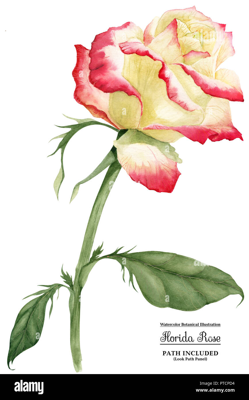 Creamy rose with red tips. Watercolor illustartion, isolated, path ...