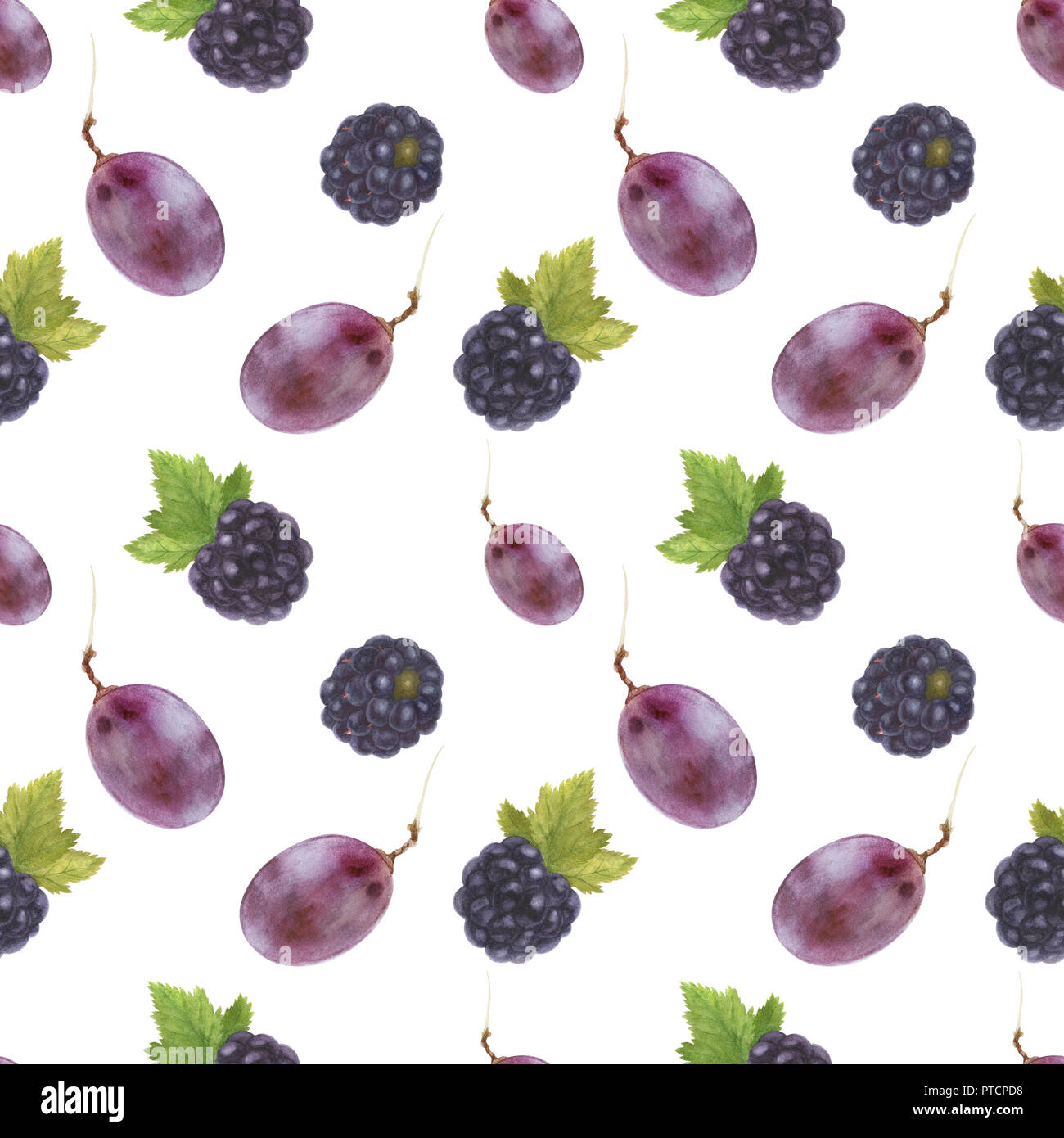 Modern watercolor botanical illustration. Blackberry and grape ...