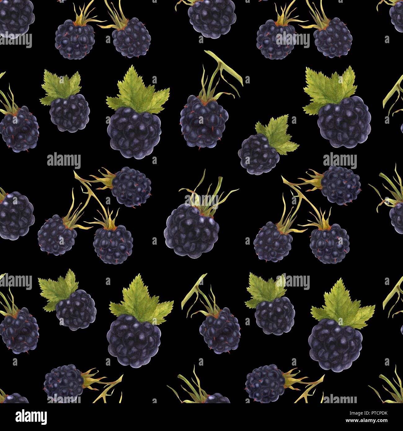 Modern watercolor botanical illustration. Blackberry. Seamless pattern ...