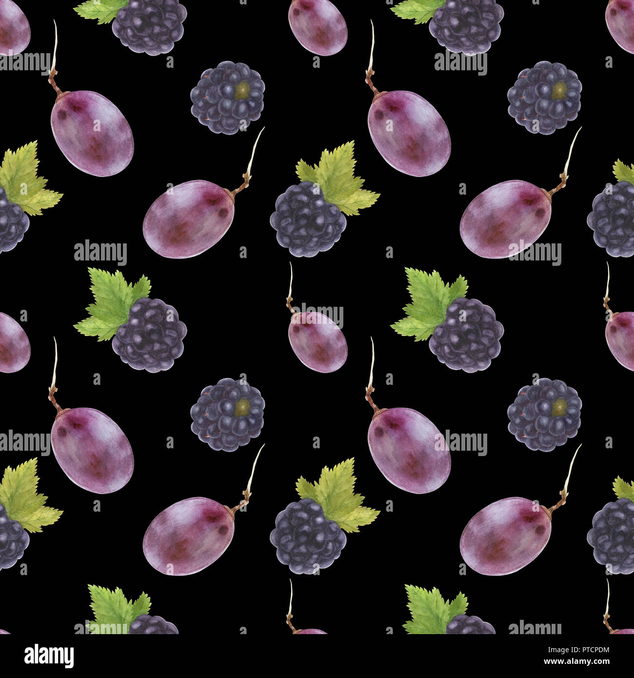 Modern watercolor botanical illustration. Blackberry and grape ...