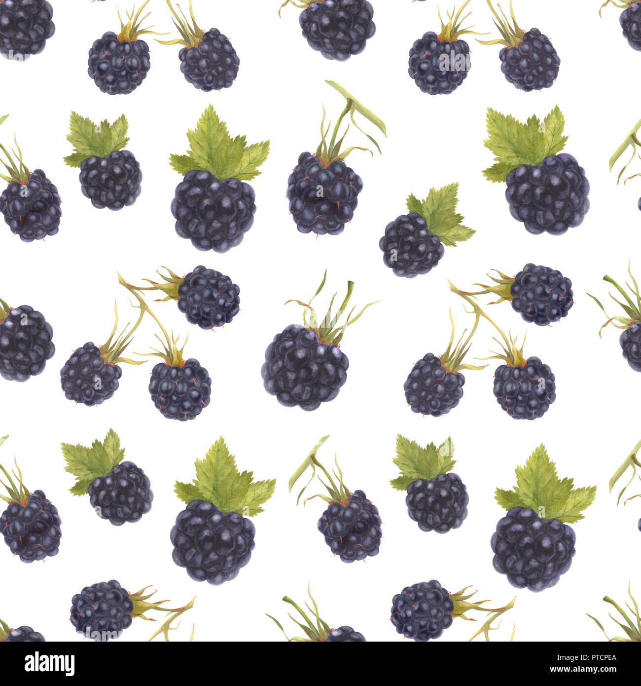 Botanical blackberry illustration hi-res stock photography and images ...