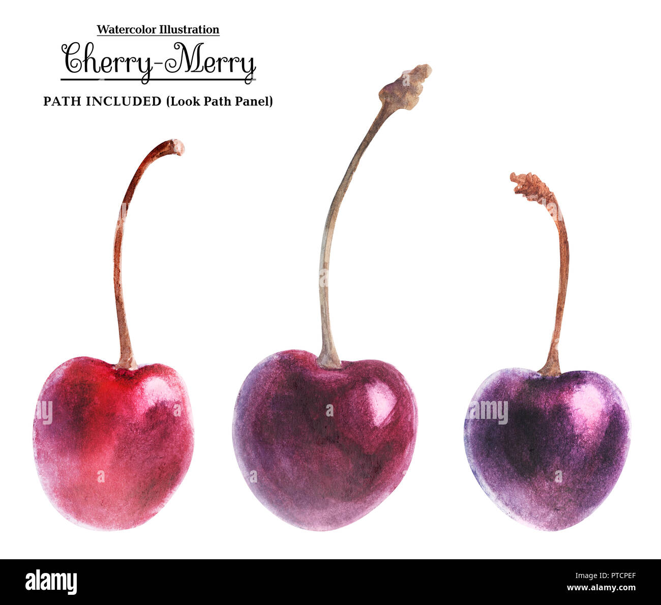 Watercolor illustration. Three dark cherries. Isolated, path included ...
