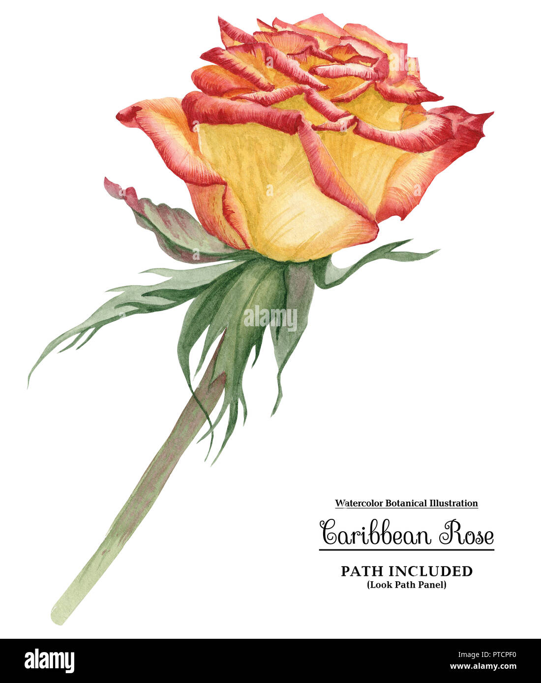 Modern watercolor botanical illustration. Yellow-Red Caribbean Rose ...