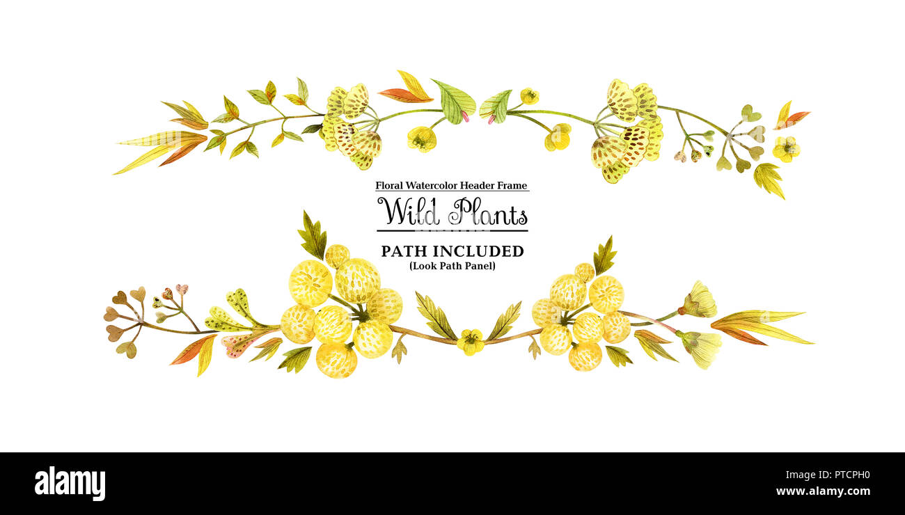 Yellow wild plants for header. Watercolor banner on a white backdrop ...