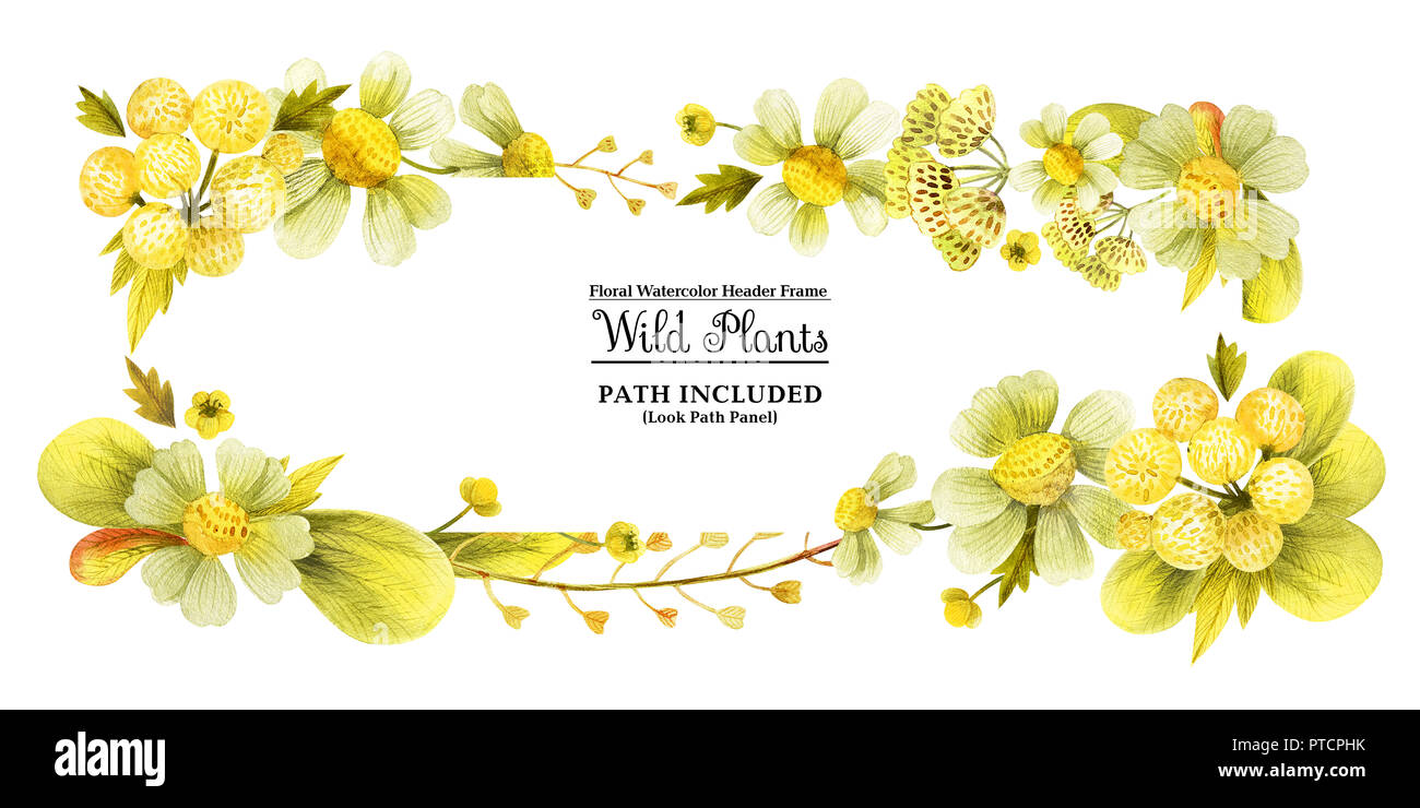 Yellow wild plants for header. Watercolor banner on a white backdrop ...