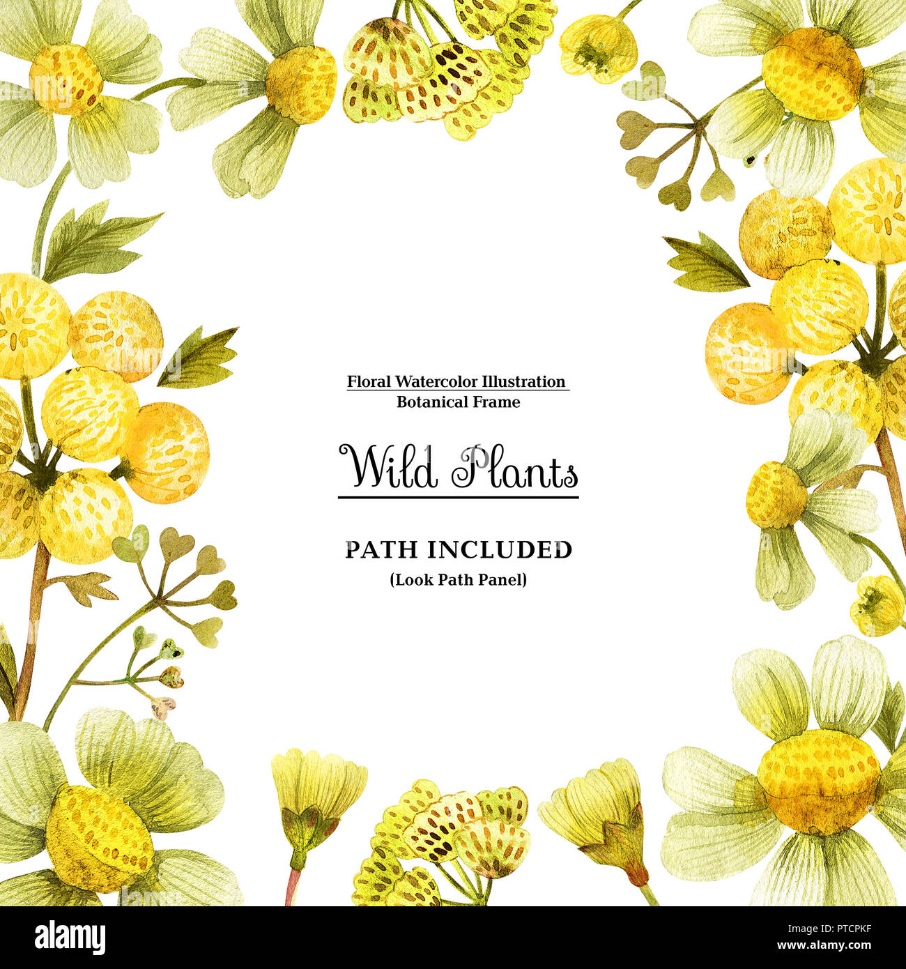 Yellow wild plants square frame for decoration. Watercolor on a white ...