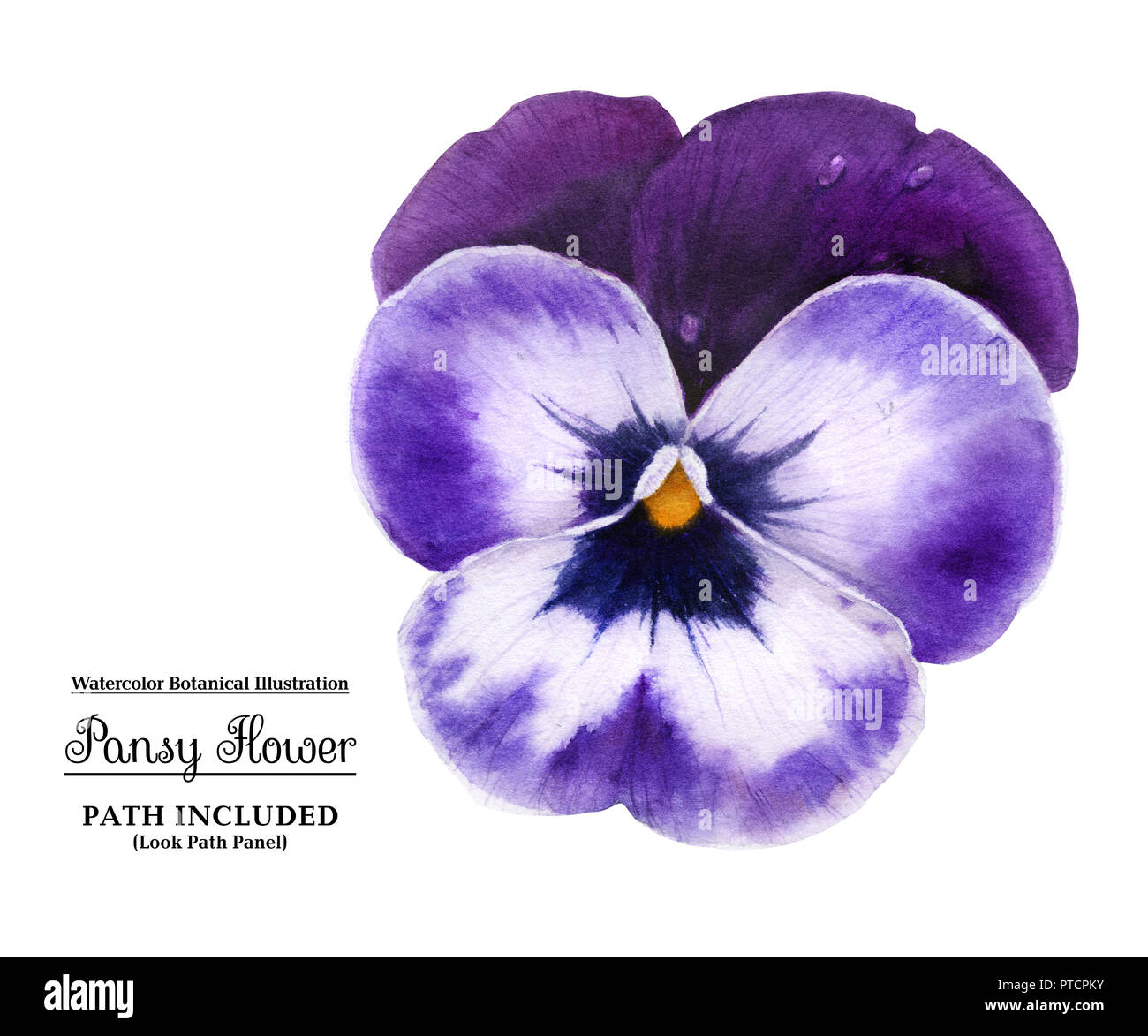 Modern botanical watercolor illustration Dark blue pansy flower on a ...