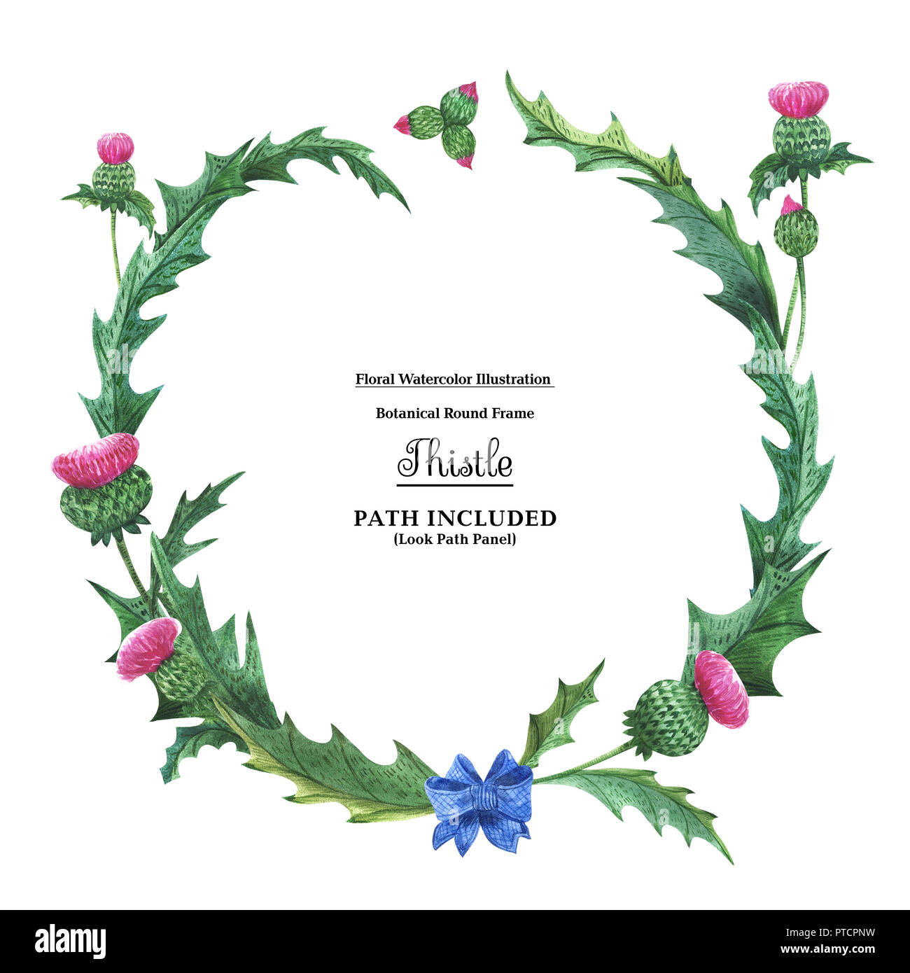 Scottish thistle botanical Cut Out Stock Images & Pictures - Alamy