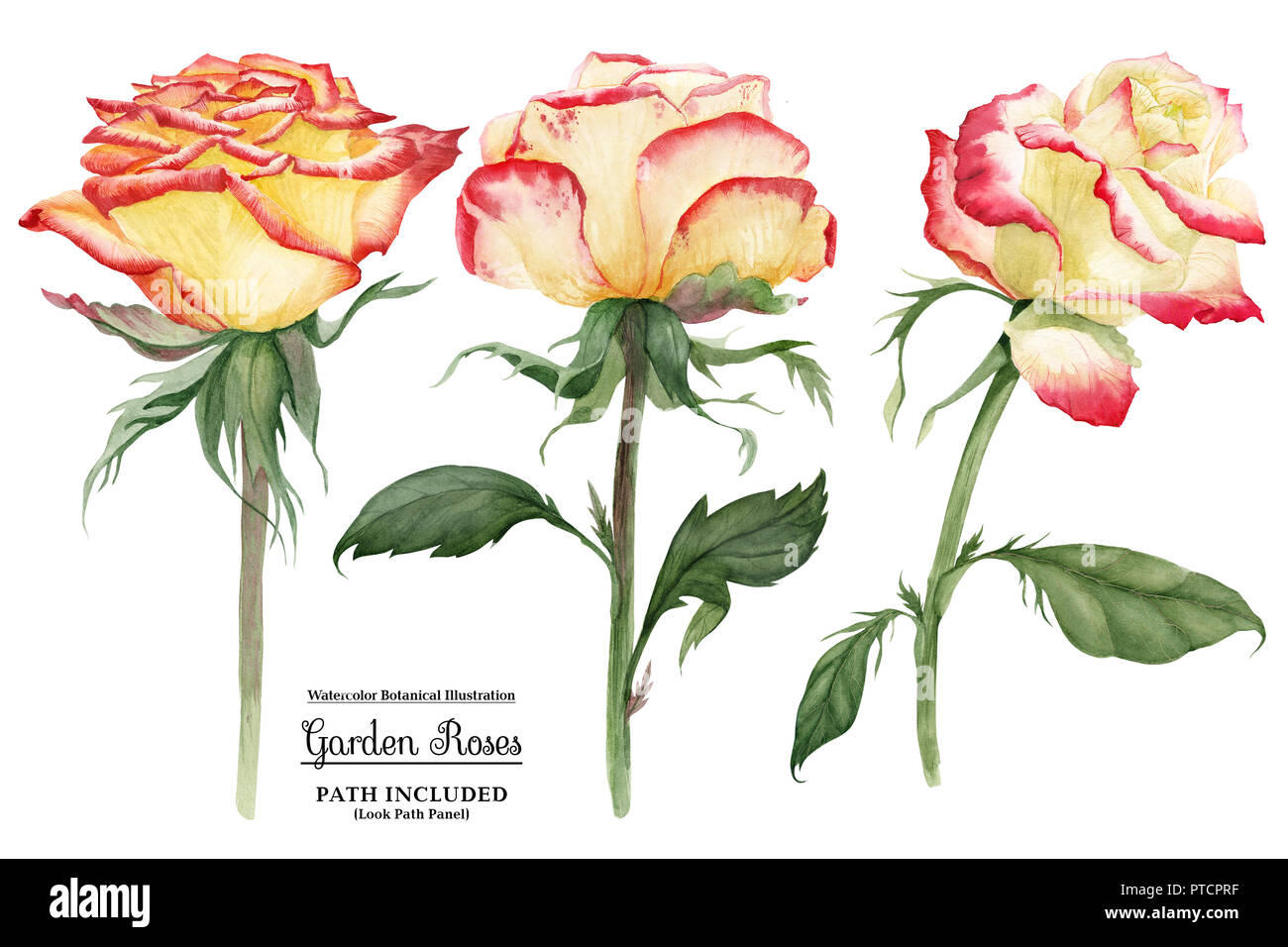 Three creamy yellow roses with red tips. Watercolor illustartion ...