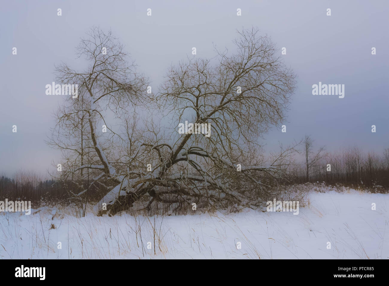 Sanow hi-res stock photography and images - Alamy