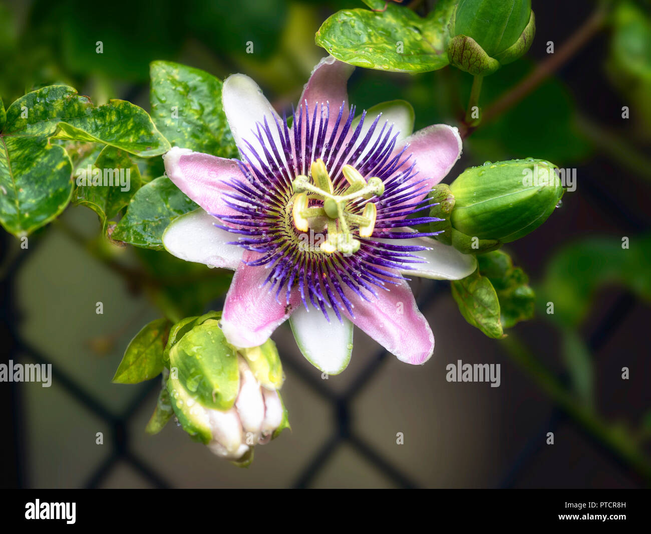 A single bloom of passion flower Stock Photo - Alamy