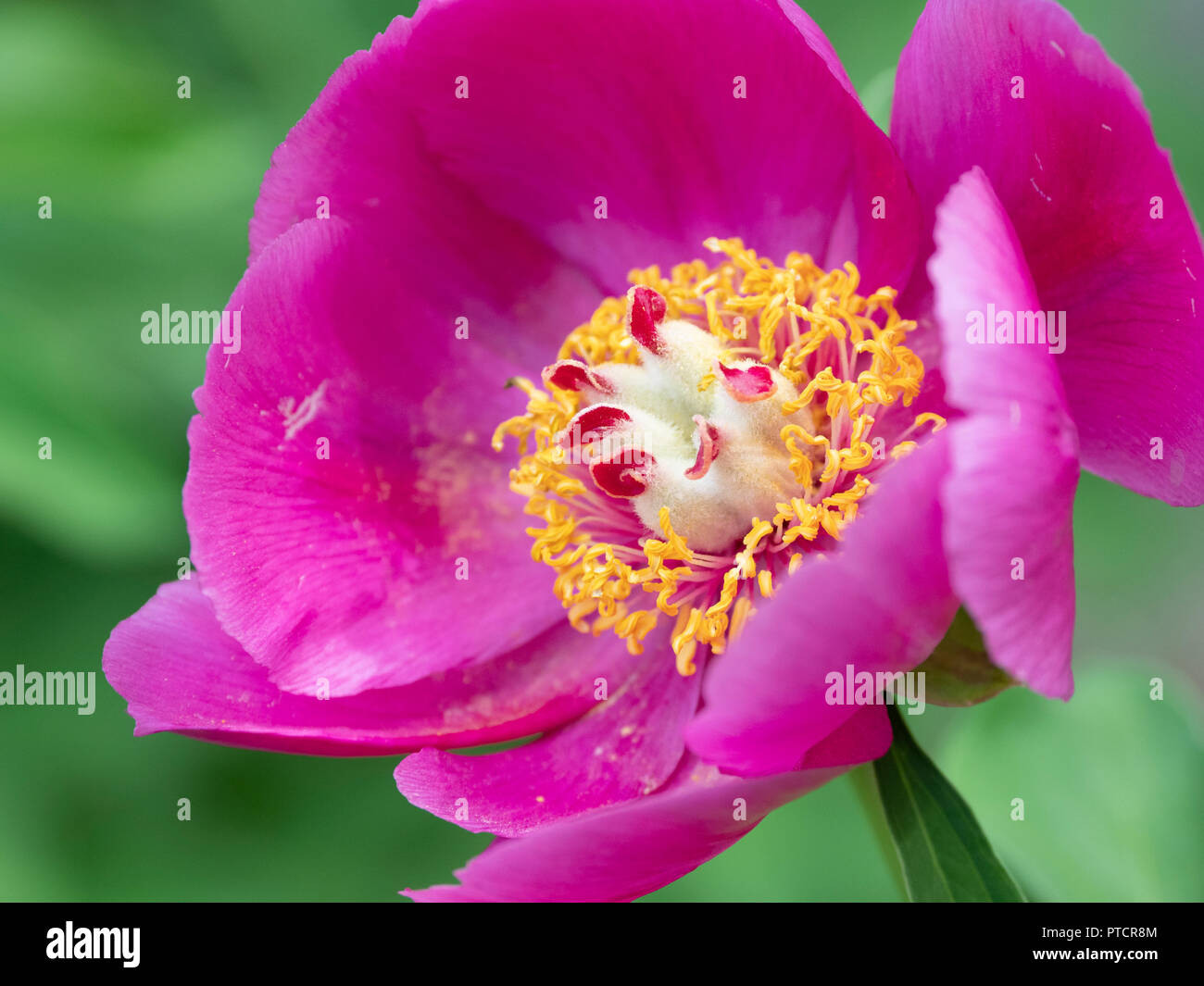 Chinese tree peony hi-res stock photography and images - Alamy
