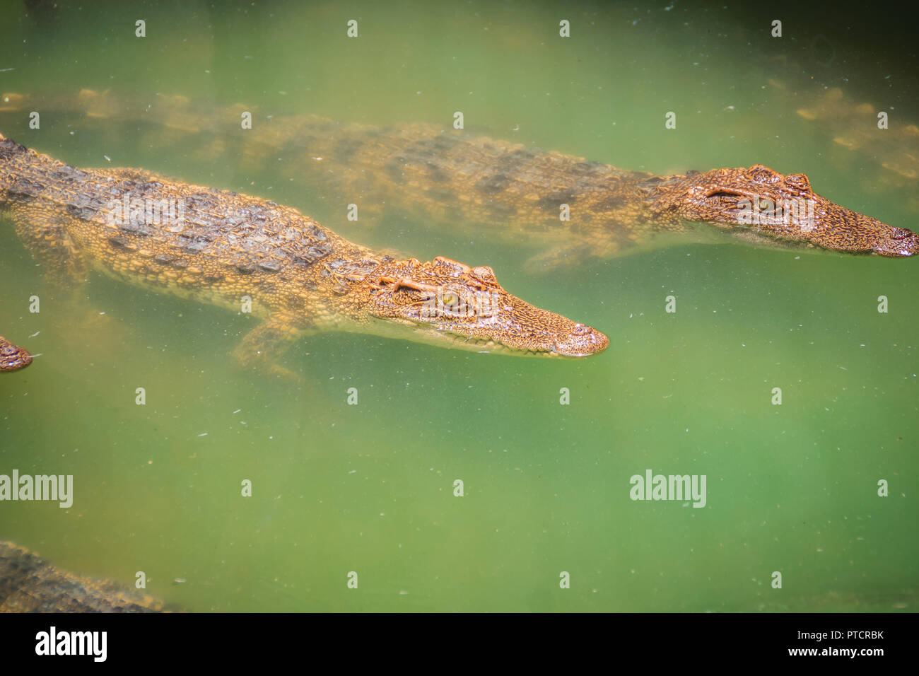 Young crocodiles are floating in the water at crocodile farm or ...