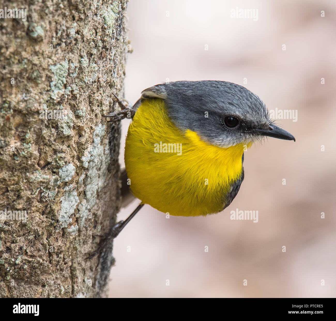 Eastern Yellow Robin Stock Photo - Alamy