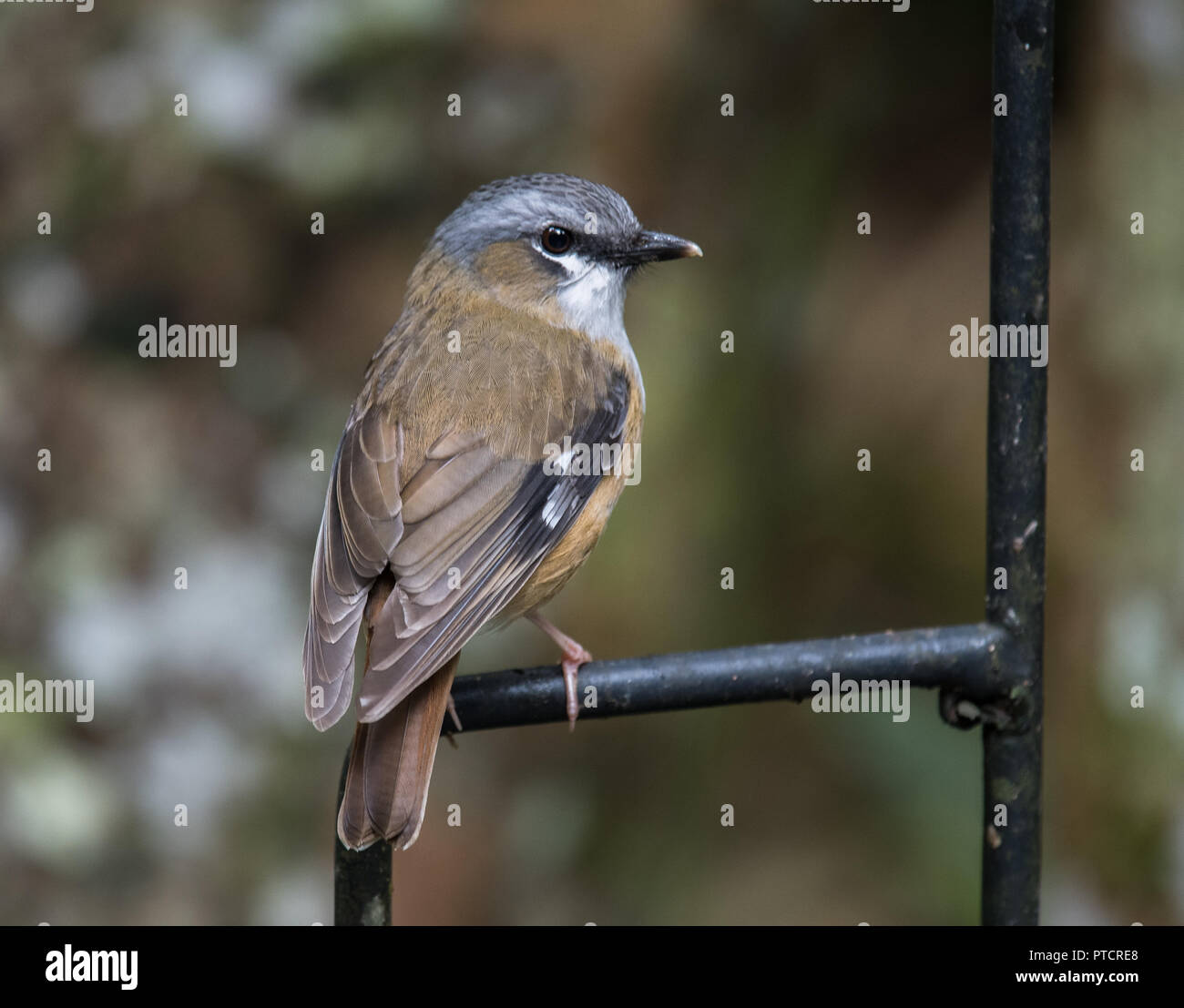 Grey headed Robin Stock Photo - Alamy