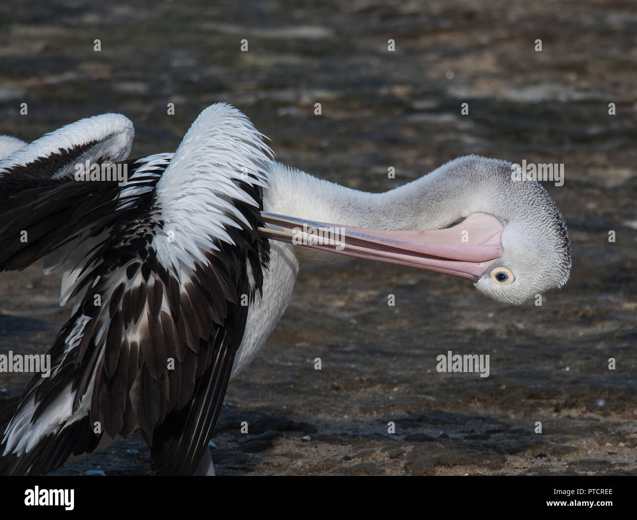 Australian pelican preening hi-res stock photography and images - Alamy