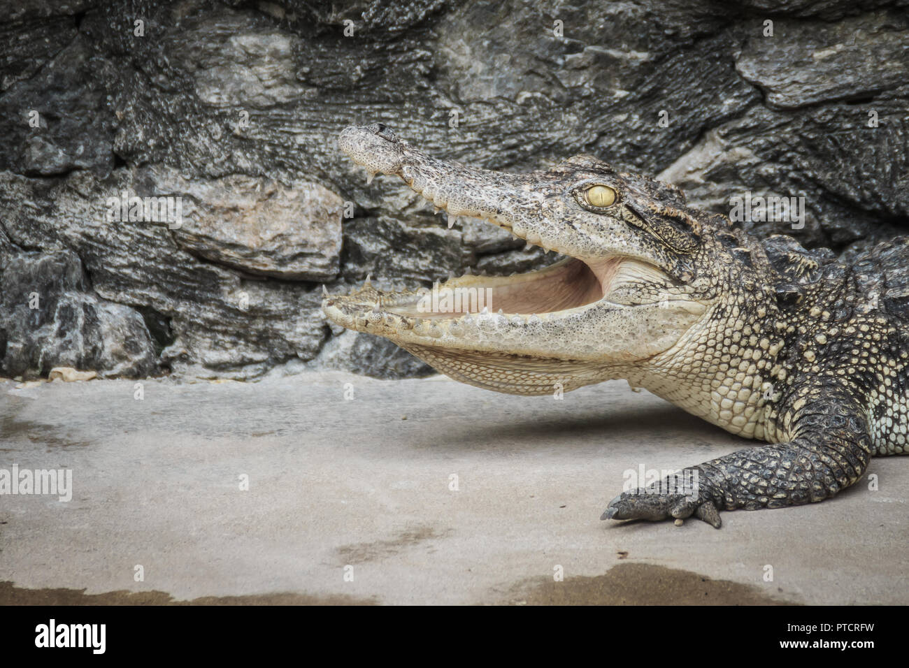 An angry crocodile is open jaws and ready to strike. A young crocodile ...