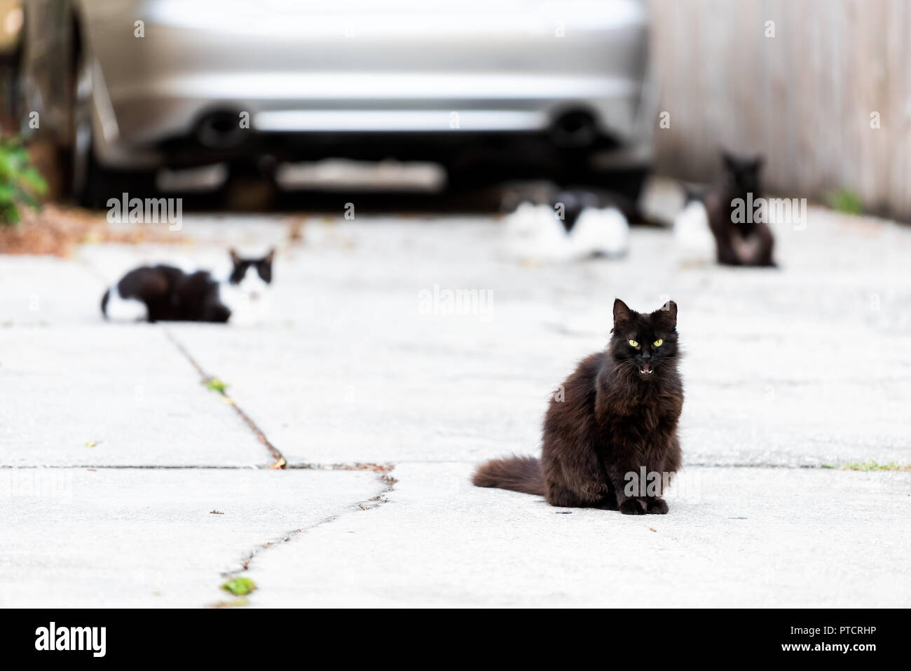 Many stray black long hair fur cats with green eyes staring looking ...